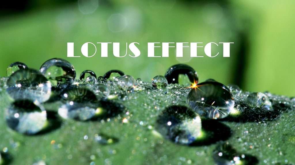 lotus effect - Scenio